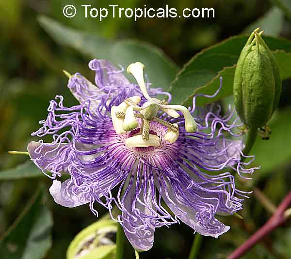 Passiflora sp., Passion Flower - TopTropicals.com