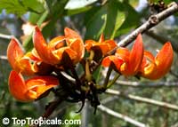 Butea monosperma, Flame of the forest - TopTropicals.com