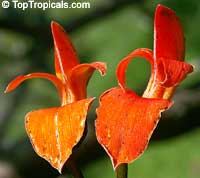 Butea monosperma, Flame of the forest - TopTropicals.com