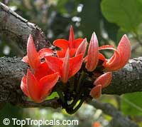 Butea monosperma, Flame of the forest - TopTropicals.com