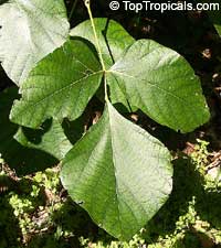 Butea monosperma, Flame of the forest - TopTropicals.com