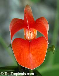 Butea monosperma, Flame of the forest - TopTropicals.com