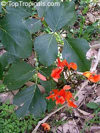 Butea monosperma, Flame of the forest - TopTropicals.com