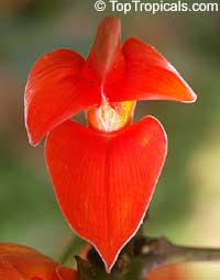 Butea monosperma, Flame of the forest - TopTropicals.com