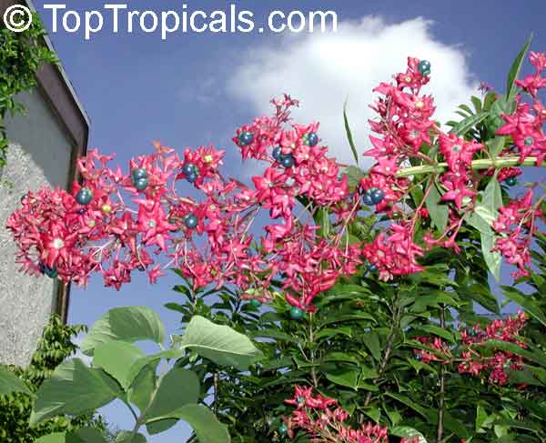Clerodendrum sahelangii, Clerodendrum indicum, Clerodendrum ...