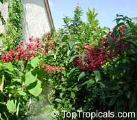 Clerodendrum sahelangii, Clerodendrum indicum, Clerodendrum ...