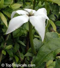 Randia formosa, Blackberry Jam fruit - TopTropicals.com