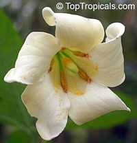 Randia formosa, Blackberry Jam fruit - TopTropicals.com