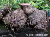 Dioscorea sp., Yam - TopTropicals.com