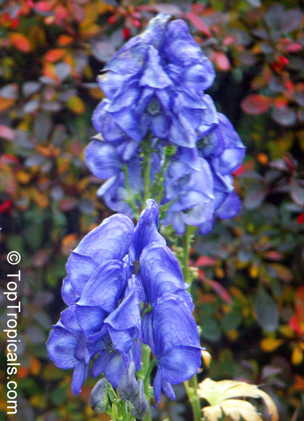 Aconitum Sp Monkshood Top Tropicals Plant Encyclopedia Aconitum Sp Monkshood Top Tropicals Plant Encyclopedia