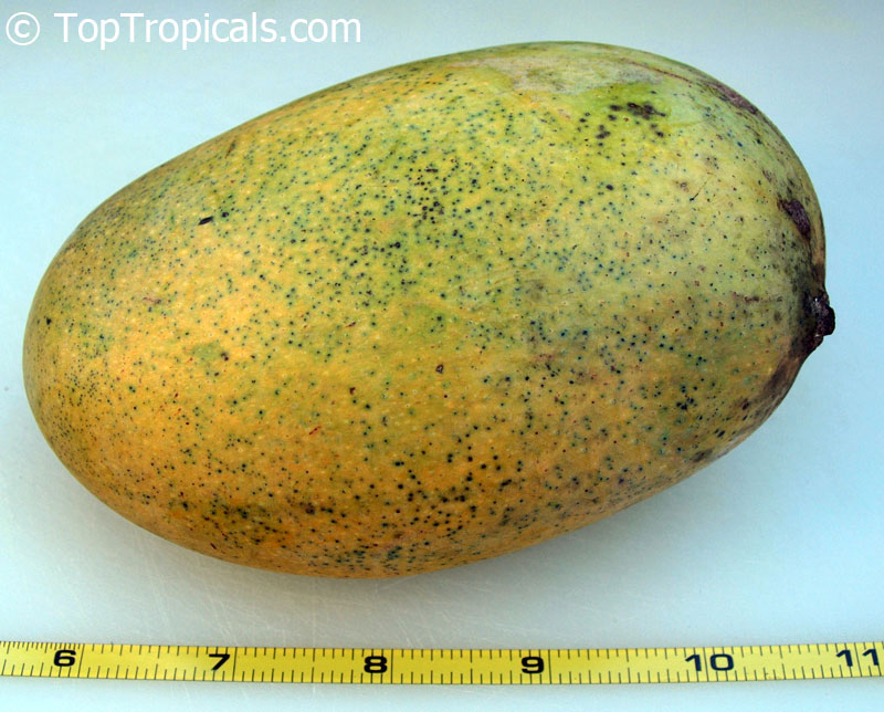 Mallika (mango) - Alchetron, The Free Social Encyclopedia