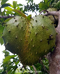 TopTropicals.com