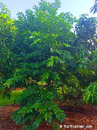 TopTropicals.com