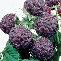 Raspberry Glencoe (Rubus hybrid), 6734 | Rare plant nursery - Top Tropicals