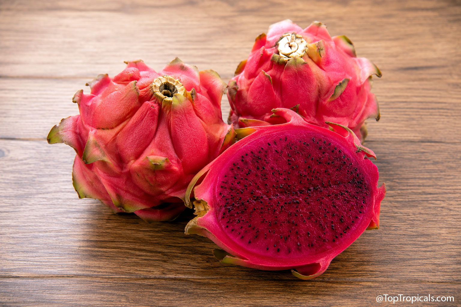 Hylocereus sp. (Pitaya) | Top Tropicals Plant Encyclopedia | Image 55