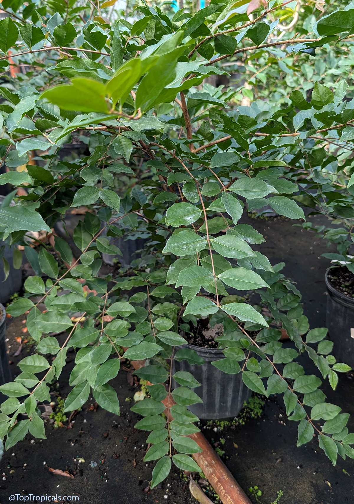 Psidium sartorianum (Arrayan) | Top Tropicals Plant Encyclopedia