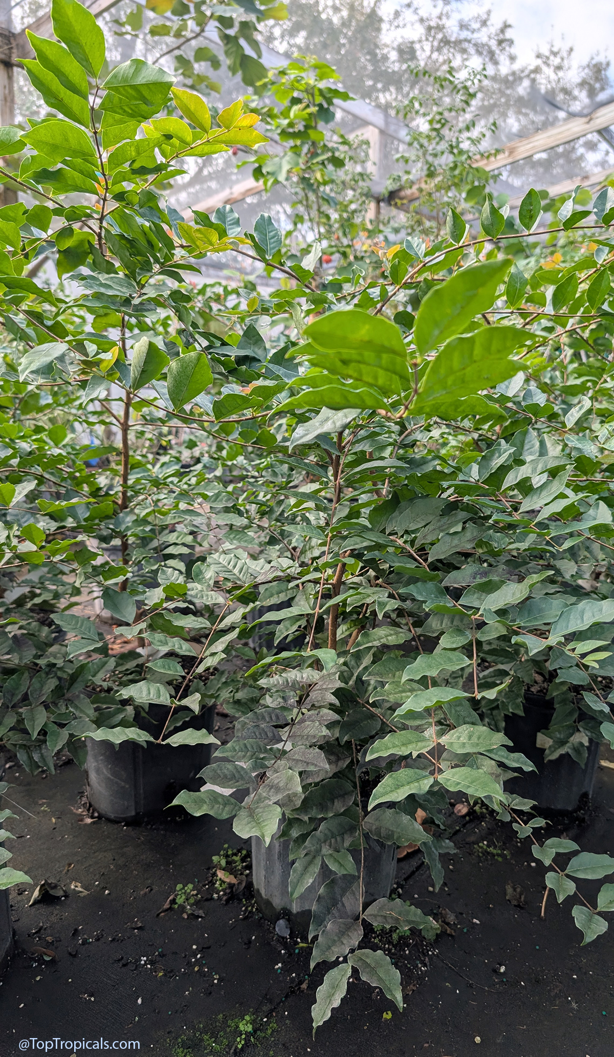 Psidium sartorianum (Arrayan) | Top Tropicals Plant Encyclopedia