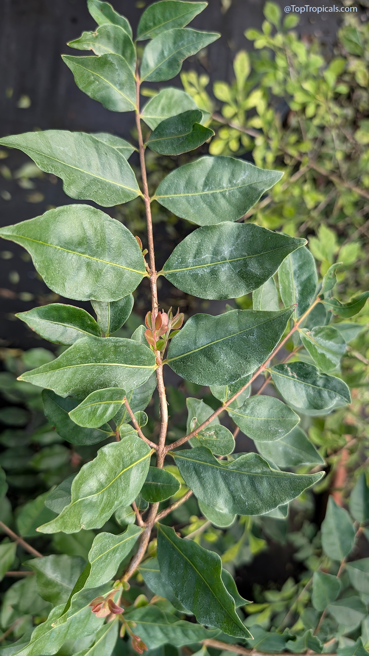 Psidium sartorianum (Arrayan) | Top Tropicals Plant Encyclopedia