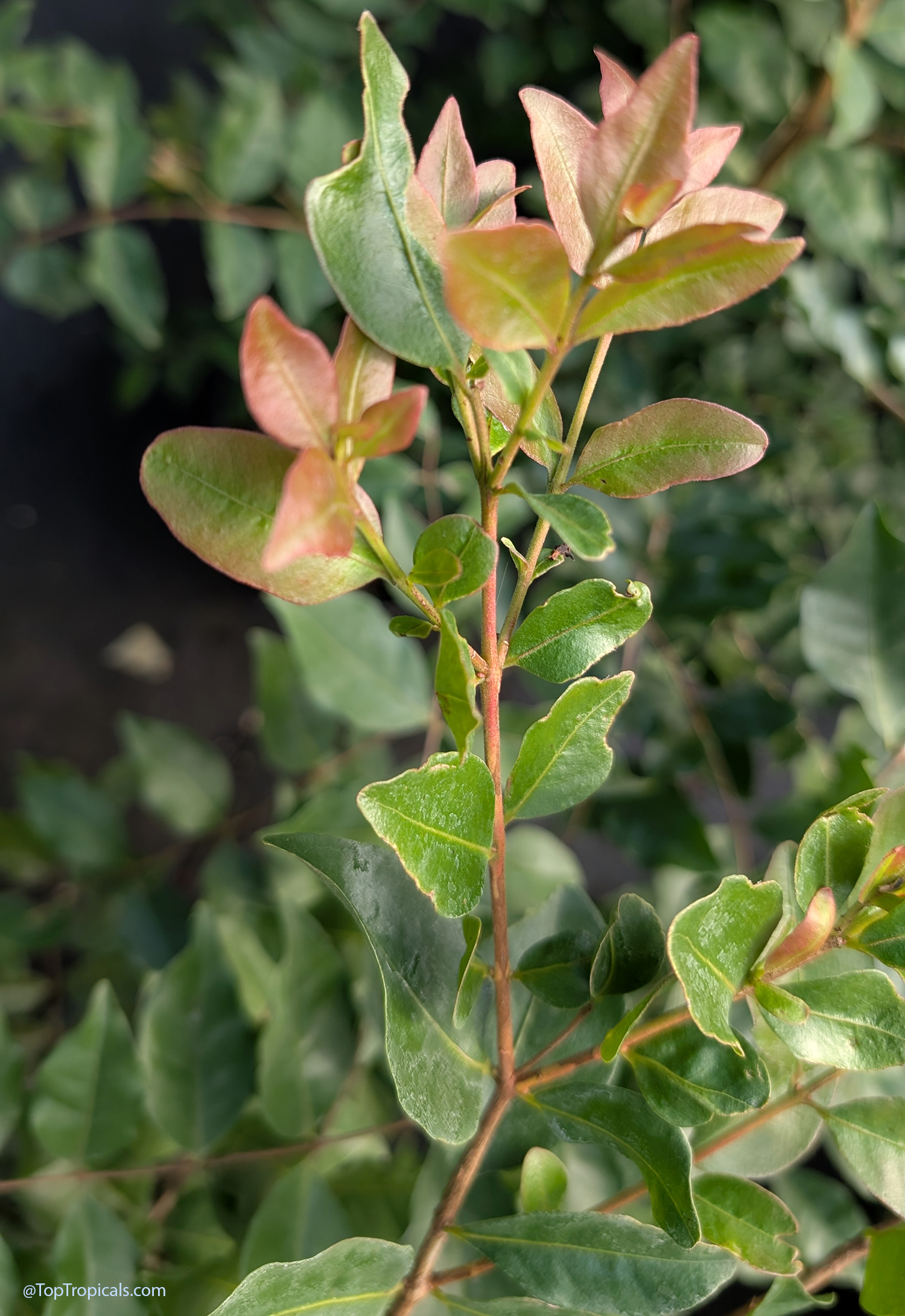 Psidium sartorianum (Arrayan) | Top Tropicals Plant Encyclopedia