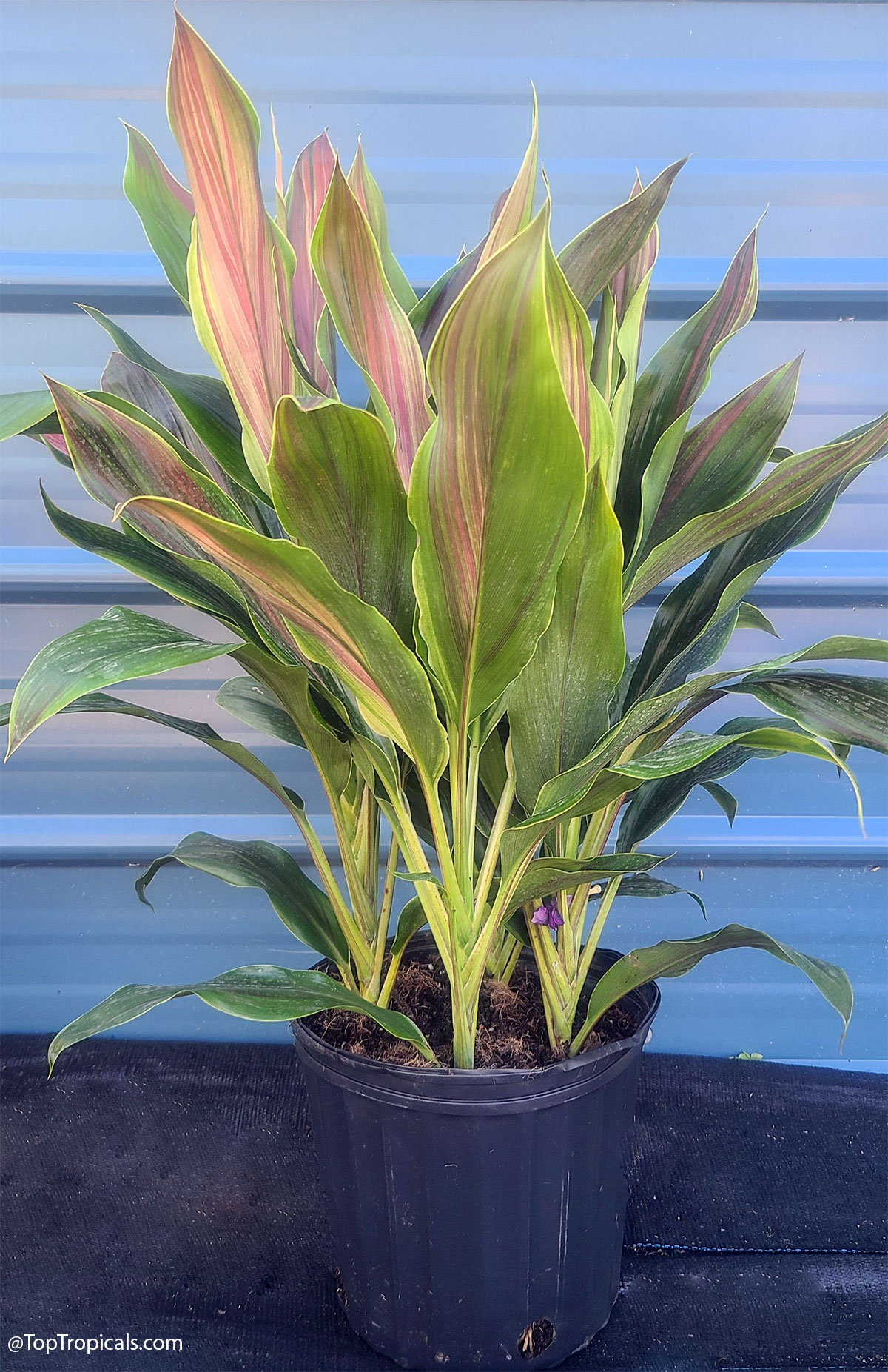 Cordyline fruticosa Sherbert, Hawaiian Ti Leaf, 7102 | Rare plant ...