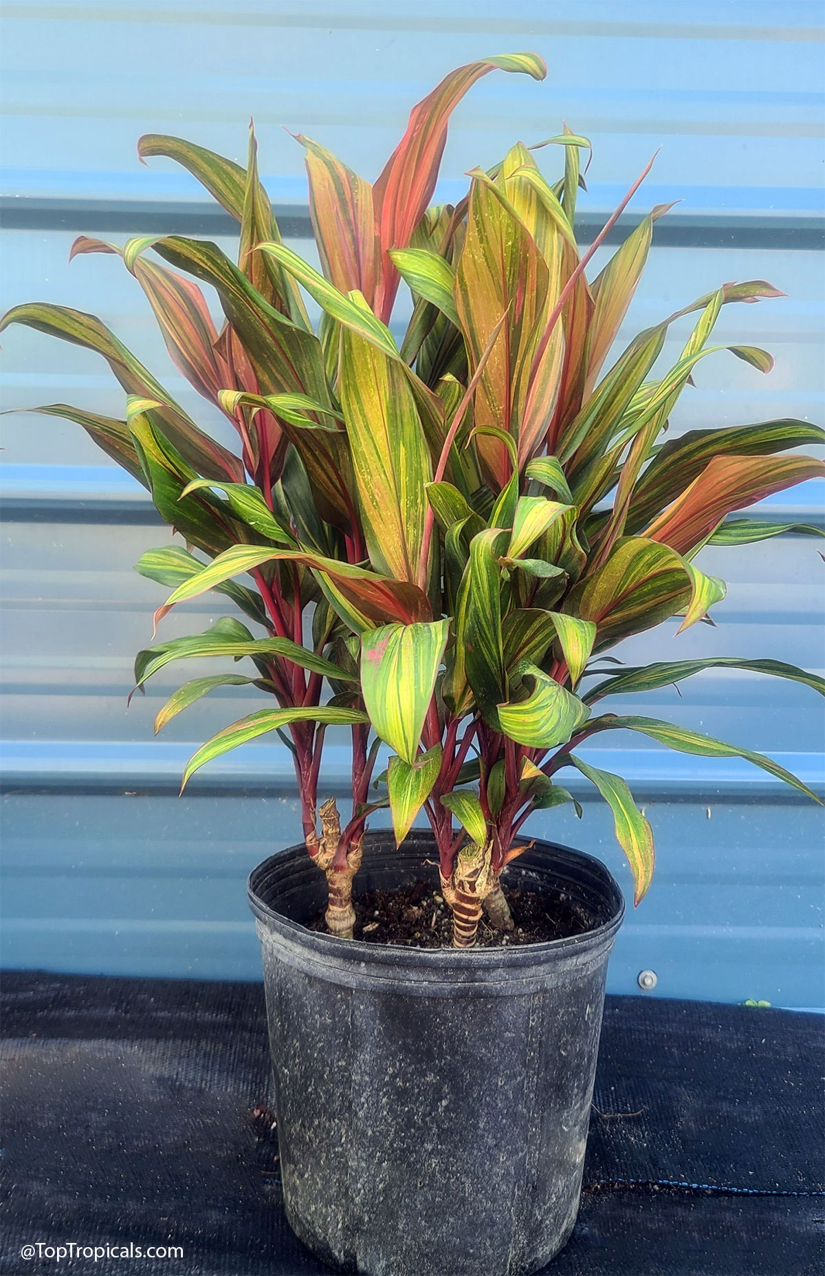 Cordyline fruticosa Harlequin, Hawaiian Ti Leaf, 7103 | Rare plant ...
