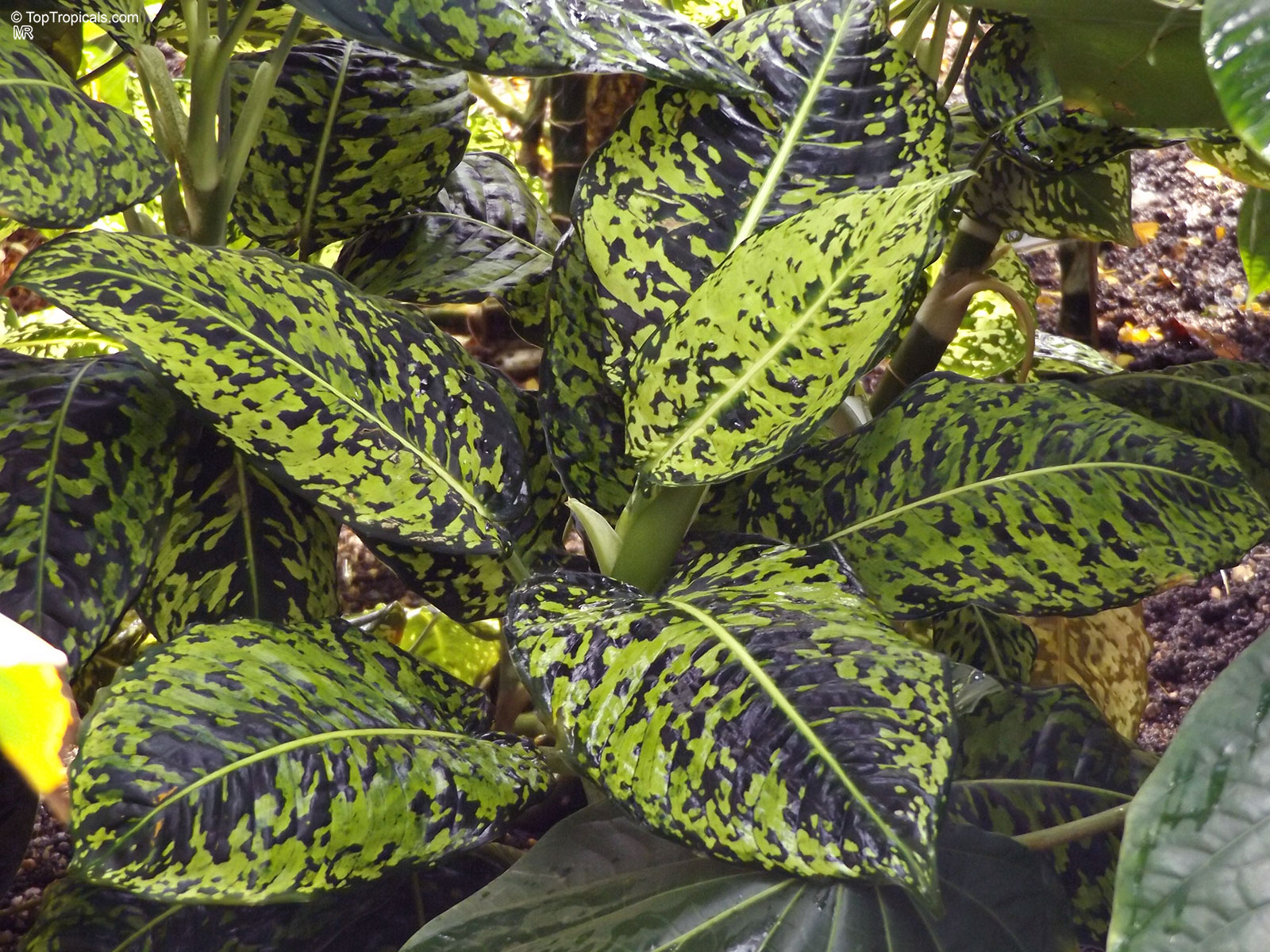 Dieffenbachia seguine (Dumbcane) | Top Tropicals Plant Encyclopedia ...