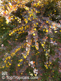 Berberis sp., Barberry - TopTropicals.com