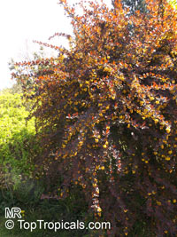 Berberis sp., Barberry - TopTropicals.com