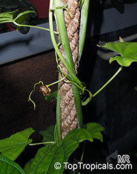 Dioscorea sp., Yam - TopTropicals.com