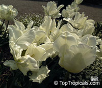 Tulipa sp., Tulip - TopTropicals.com