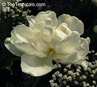 Tulipa sp., Tulip - TopTropicals.com