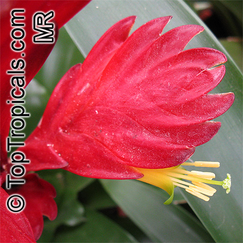 Vriesea sp. (Bromeliad) | Top Tropicals Plant Encyclopedia