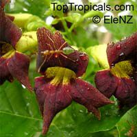Markhamia lutea, Bell Bean tree, Nile Tulip tree - TopTropicals.com