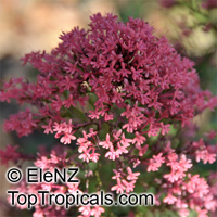 Centranthus ruber , Red Valerian - TopTropicals.com