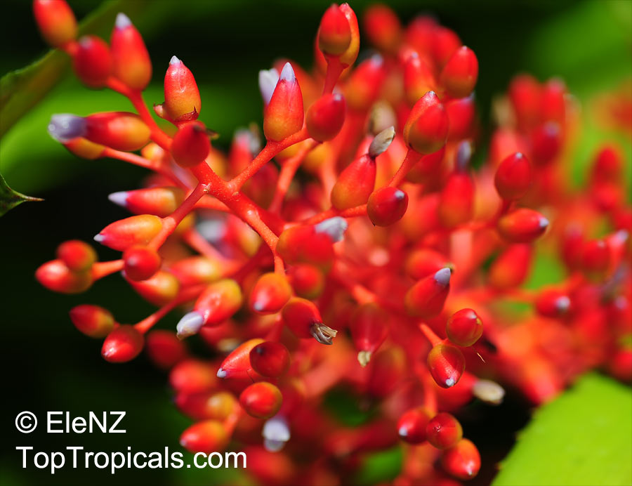 Aechmea sp., Bromeliad - TopTropicals.com
