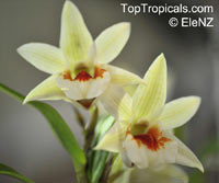 TopTropicals.com