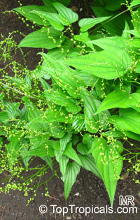 Dioscorea sp., Yam - TopTropicals.com