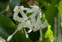 Kopsia officinalis, Kopsia - TopTropicals.com