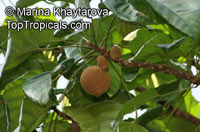 Pangium edule, Keluak, Keluwak - TopTropicals.com