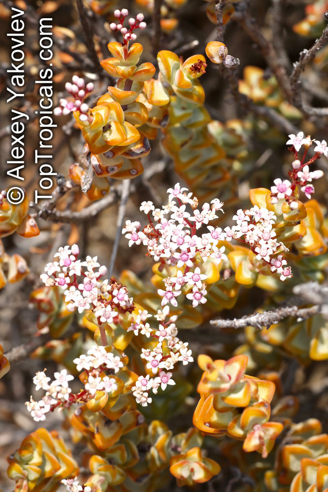 Crassula rupestris, Kebab Bush, Concertina Bush, Bead Vine, Rosary Vine