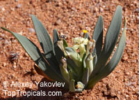 Ferraria sp. - TopTropicals.com