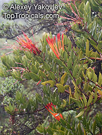 TopTropicals.com