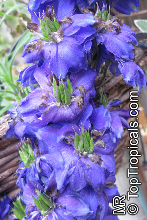 Delphinium sp. (Delphinium) | Top Tropicals Plant Encyclopedia