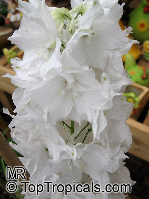 Delphinium sp. (Delphinium) | Top Tropicals Plant Encyclopedia