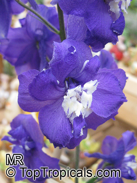 Delphinium sp. (Delphinium) | Top Tropicals Plant Encyclopedia