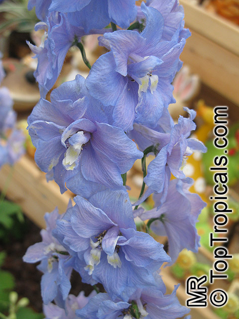 Delphinium sp. (Delphinium) | Top Tropicals Plant Encyclopedia