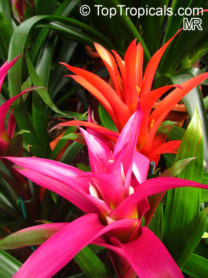 Guzmania sp., Bromeliad - TopTropicals.com