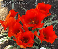 Tulipa sp., Tulip - TopTropicals.com