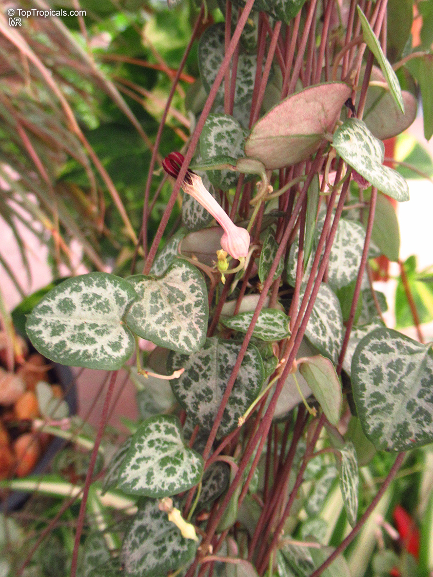 Ceropegia woodii, Ceropegia linearis subsp. woodii, Rosary Vine, Chain ...