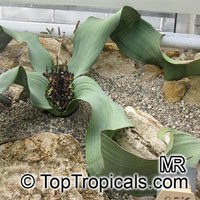 Welwitschia mirabilis, Welwitschia, Tumboa - TopTropicals.com